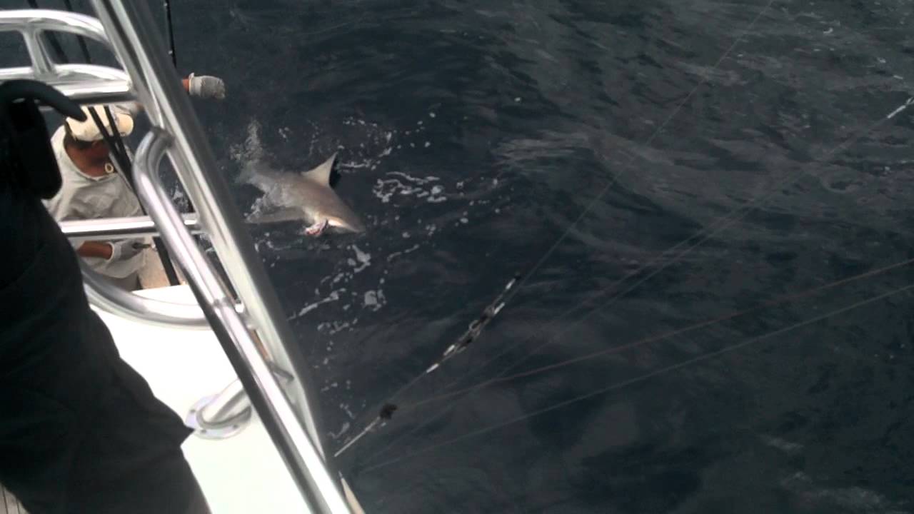 Bobby's shark - YouTube