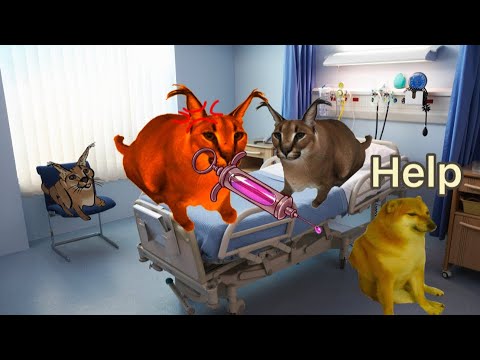 Cheems adventures :Cheems Vs Floppa!? - YouTube