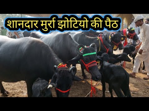 Salahpur Pashu Mandi | Murra Buffalo | Sale Haryana bhens | Meerut ...