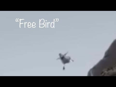 bird falling of cliff to “Freebird” - YouTube