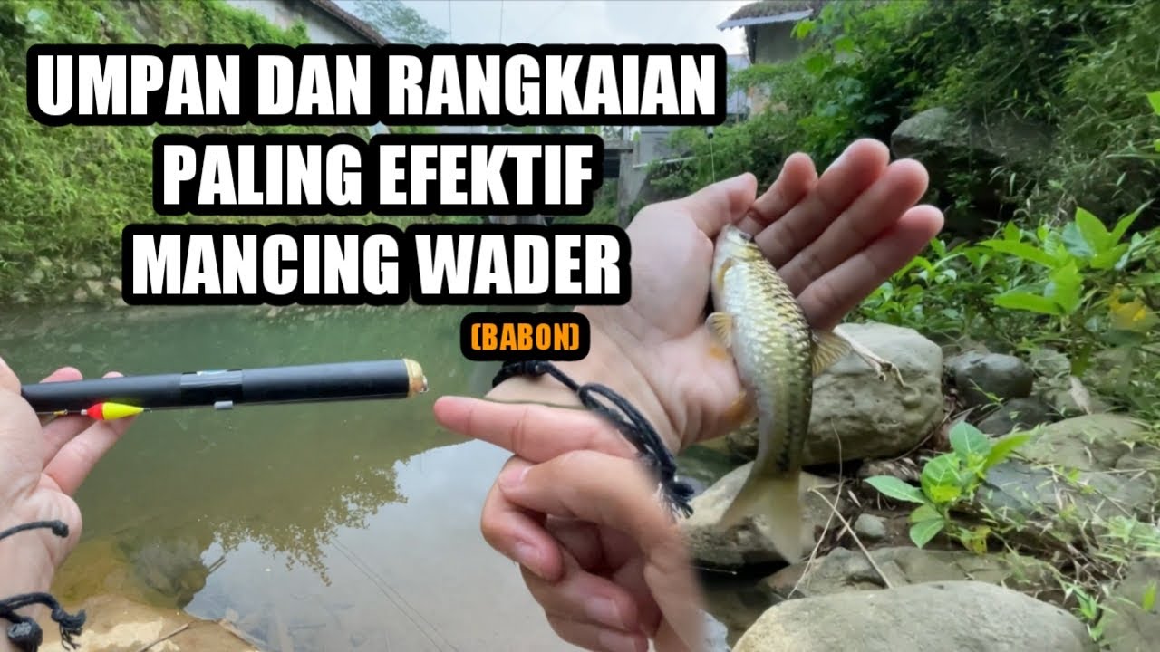 UMPAN DAN RANGKAIAN PANCING PALING EFEKTIF MANCING WADER BABON || Mancing ikan wader teknik ...