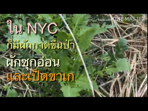ผักกาดเขียวขื่น Wild Mustards เกิดเยอะจังเลย aimaem Sukjai #  Dec 09,2019