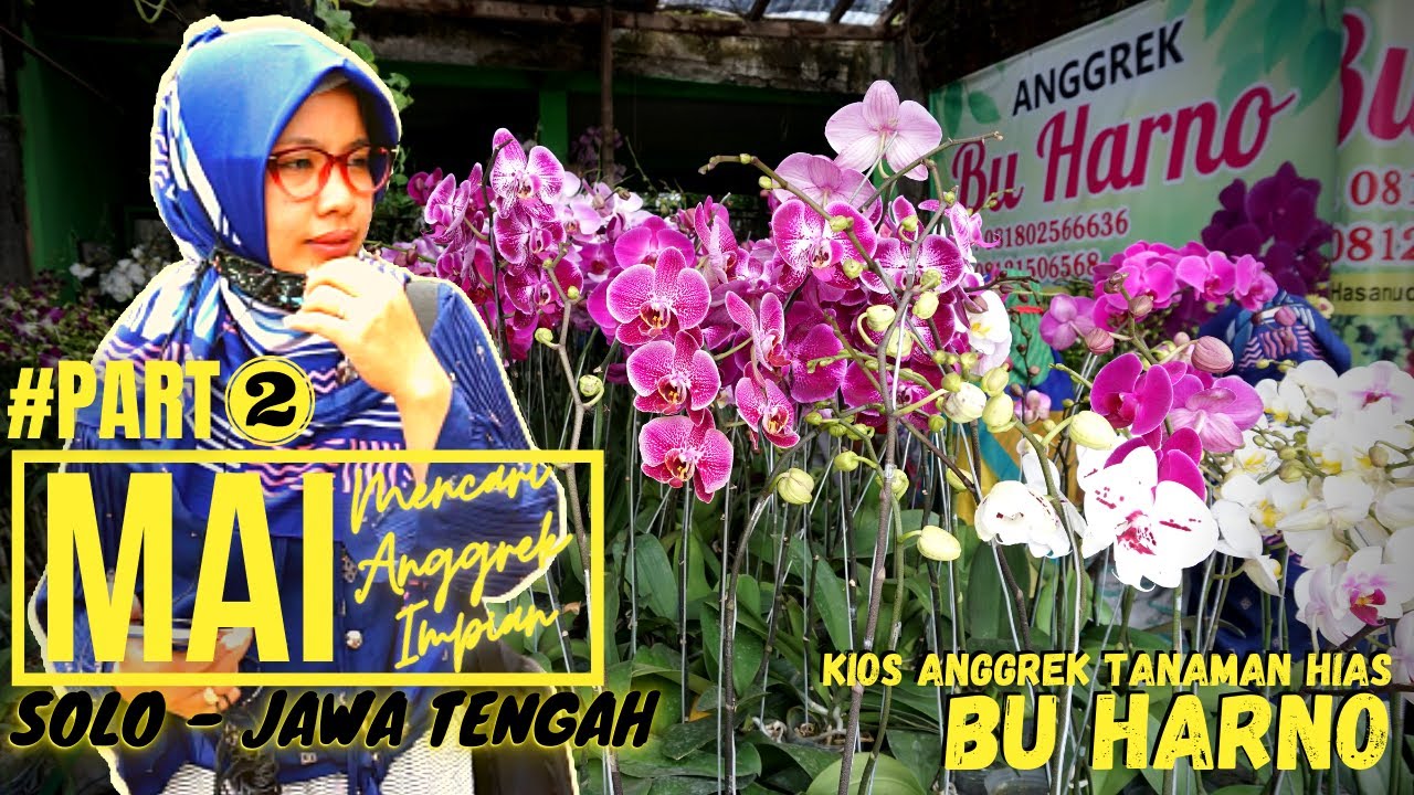 Toko Anggrek TERKOMPLIT DI SOLO...!!! - Kios ANGGREK BU HARNO || MAI ...