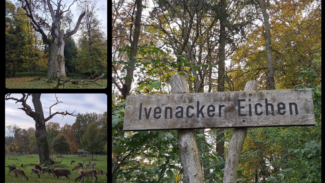 Die Ivenacker Eichen im Herbst | 1000 Jährige Eichen inkl. Baumkronenpfad - YouTube