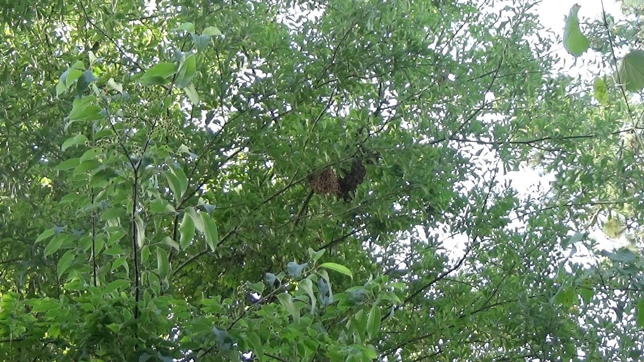 Swarm shaking..... up high! - YouTube