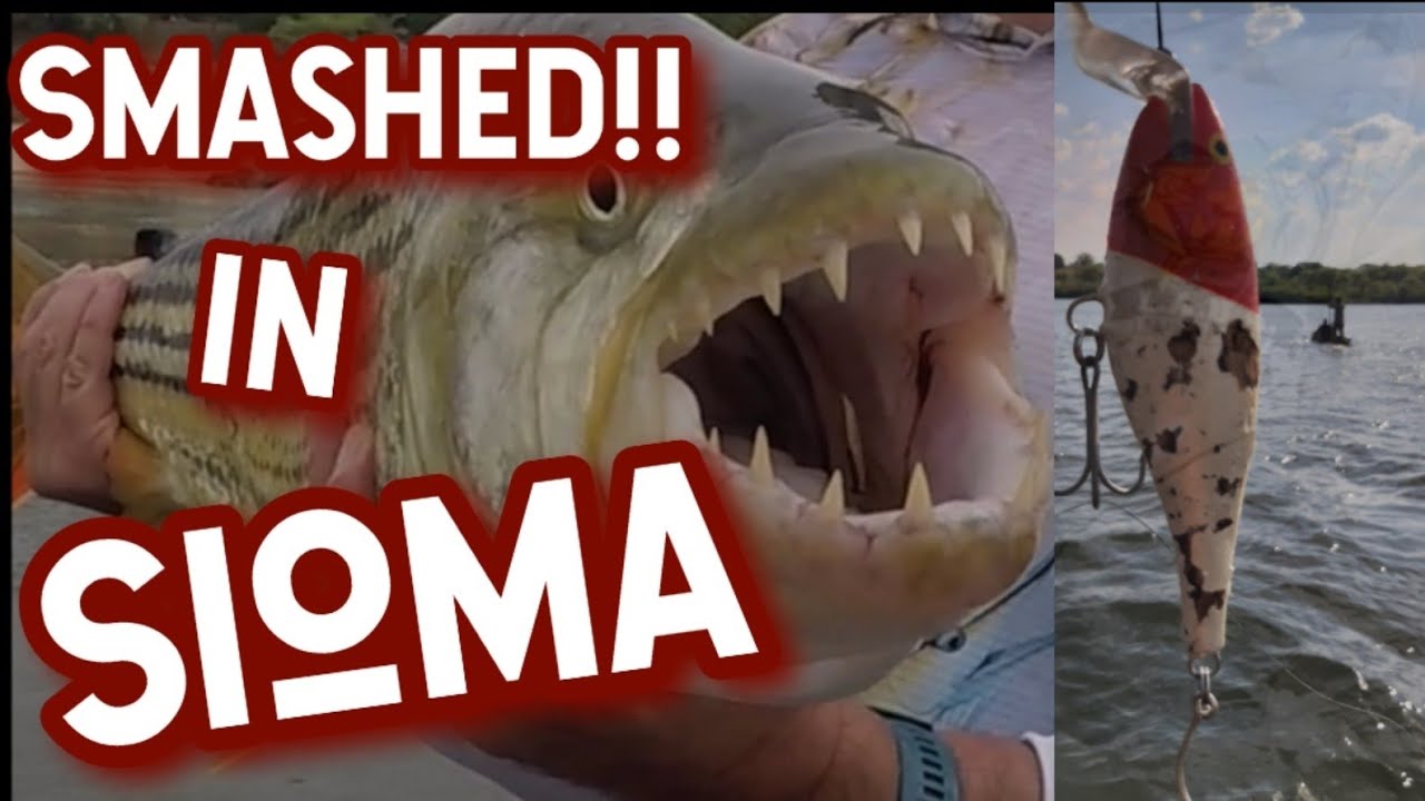Smashing Tiger Fish in Sioma 2021! 14.5lb biggest landed! - YouTube