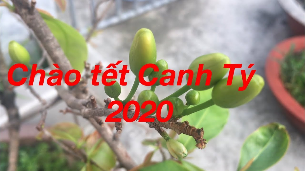 Chào tết Canh Tý 2020 | Chúc mừng năm mới - YouTube
