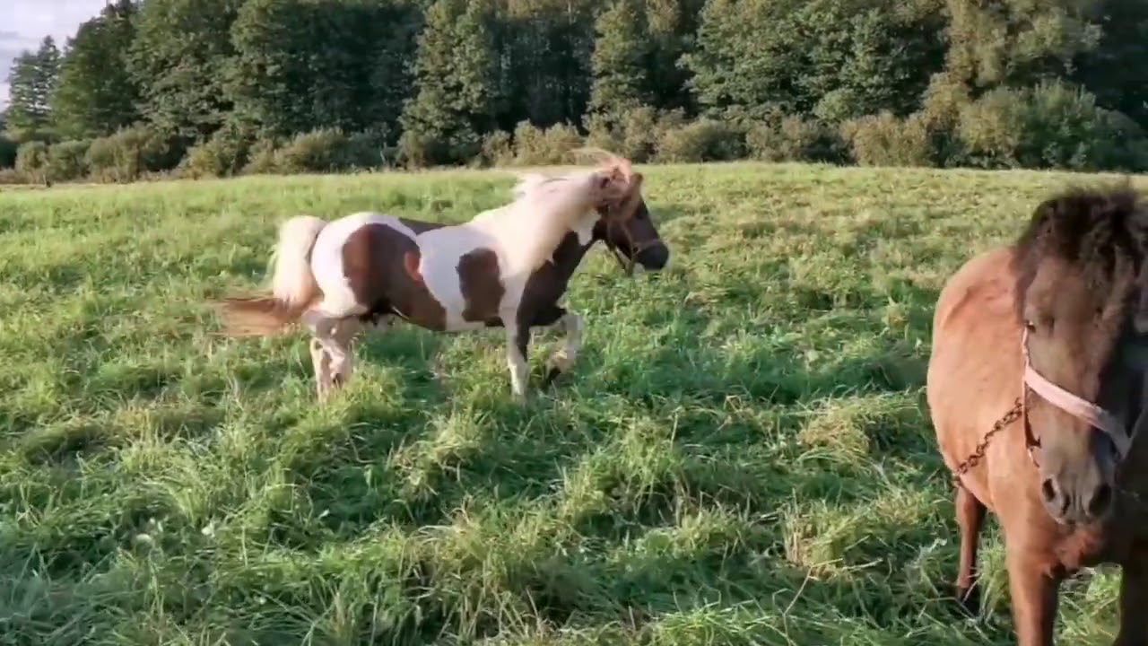 Horses relaxing video. Ponies relaxing in pasture land. - YouTube
