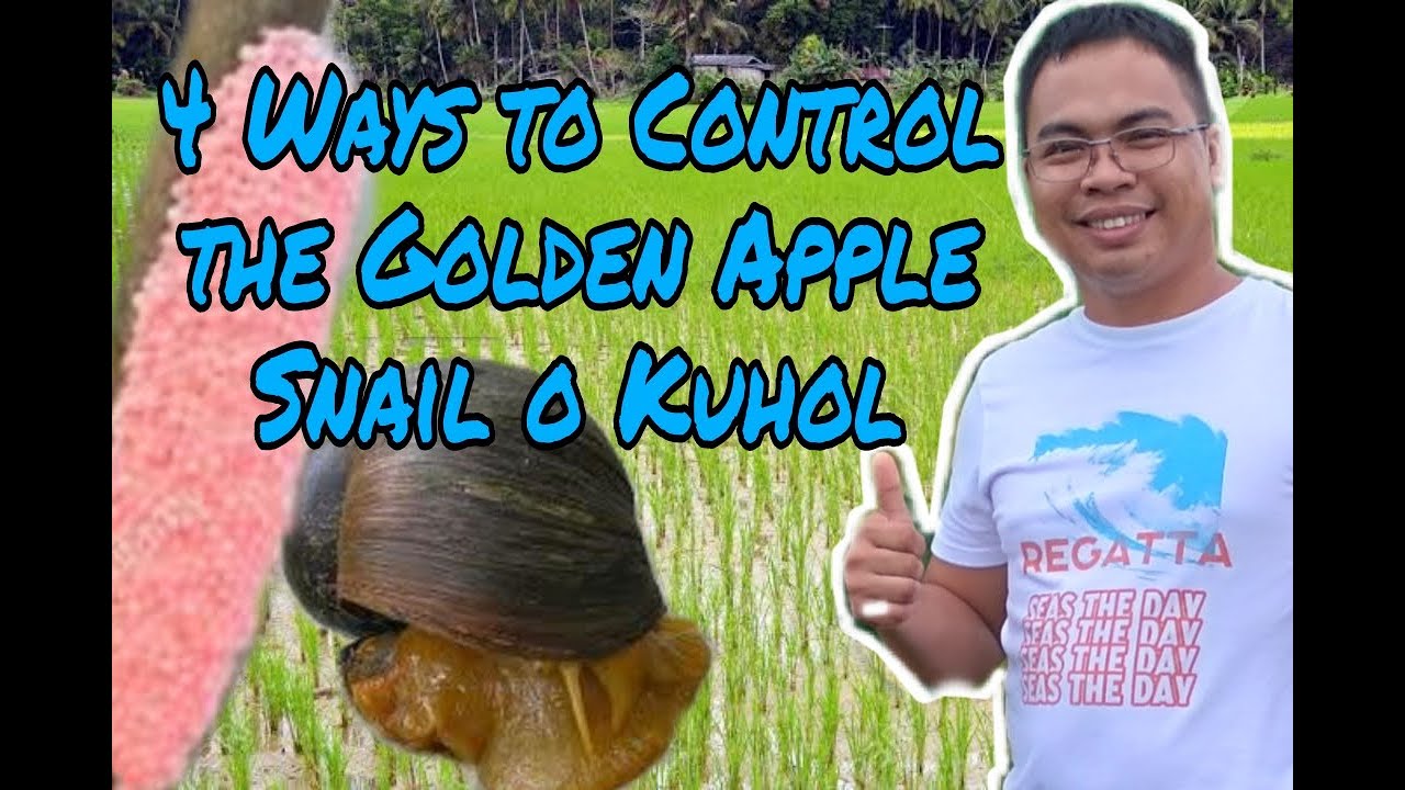 4 Ways to Control Golden Apple Snail o Kuhol - YouTube