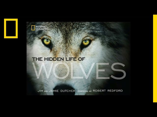 Wolf Hd National Geographic