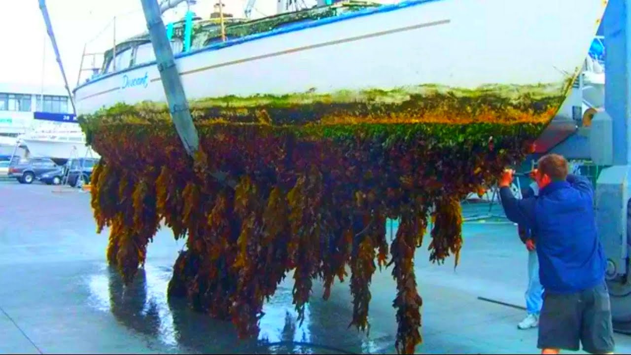 INGENIOUS Barnacles Removing From Ships And Boat SATISFYING Barnacles ...