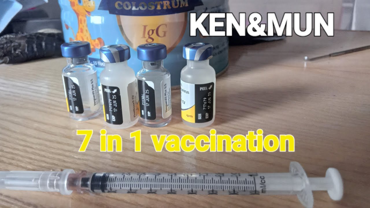TIÊM MŨI 1CHO KEN&MUN VACCINE 7 TRONG 1. - YouTube