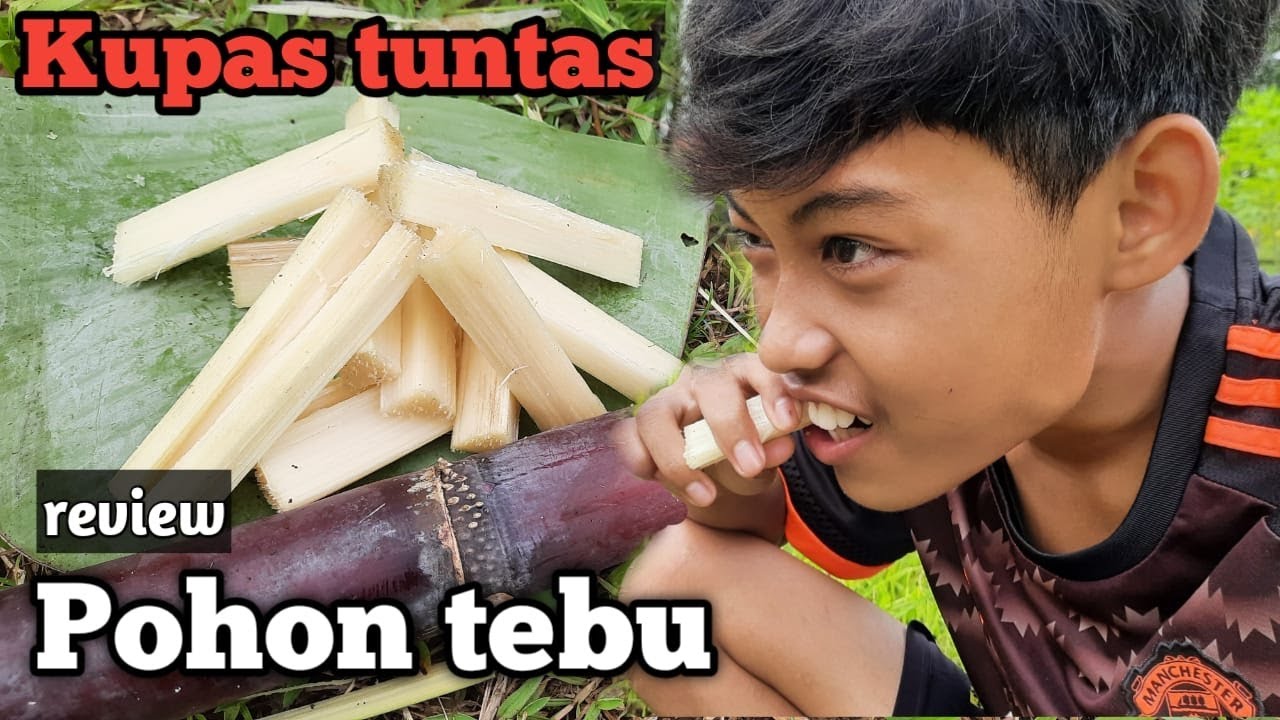 REVIEW POHON TIWU || pohon tebu - YouTube