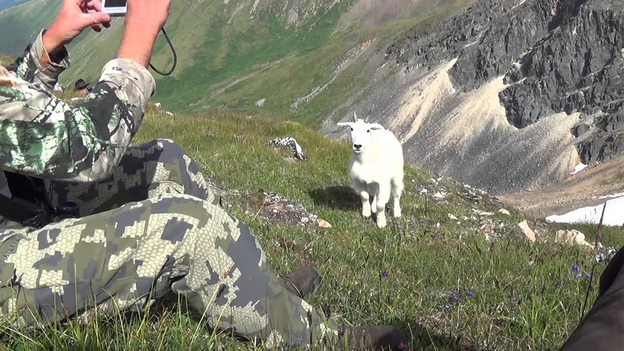 Scoop Lake Outfitters - Sniffing Goat - YouTube