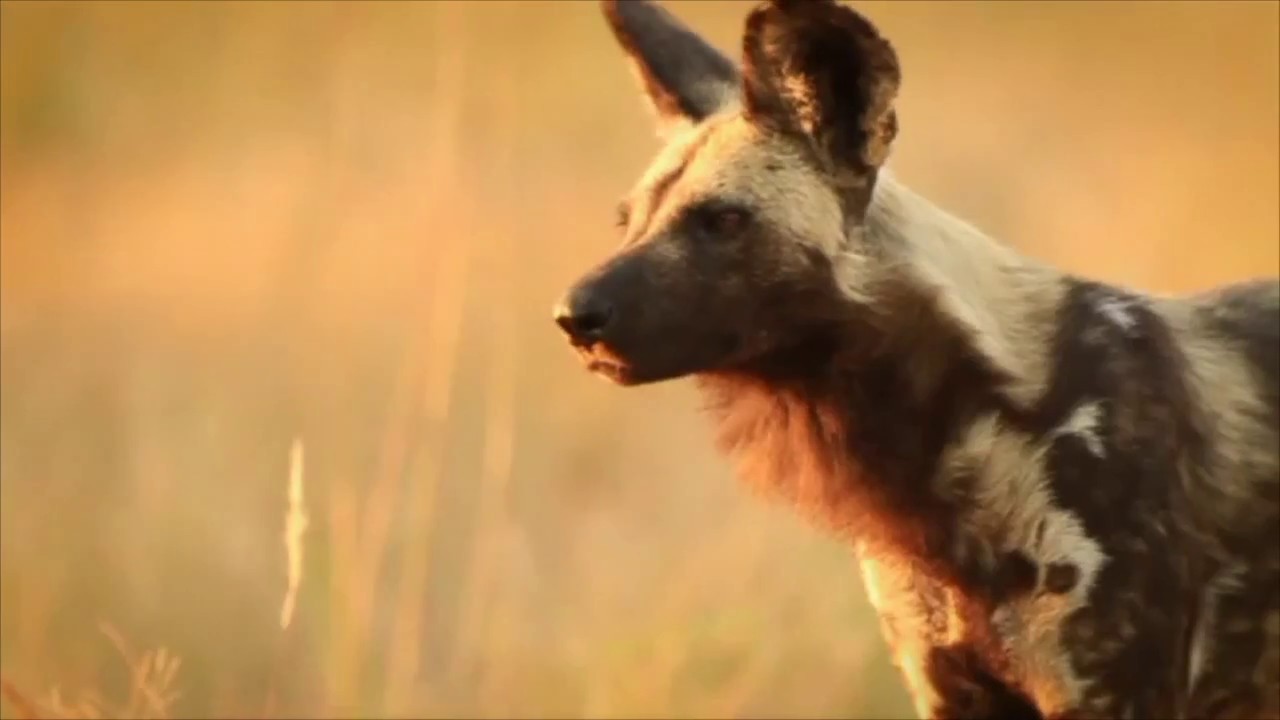 Protect the African Wild Dog - YouTube
