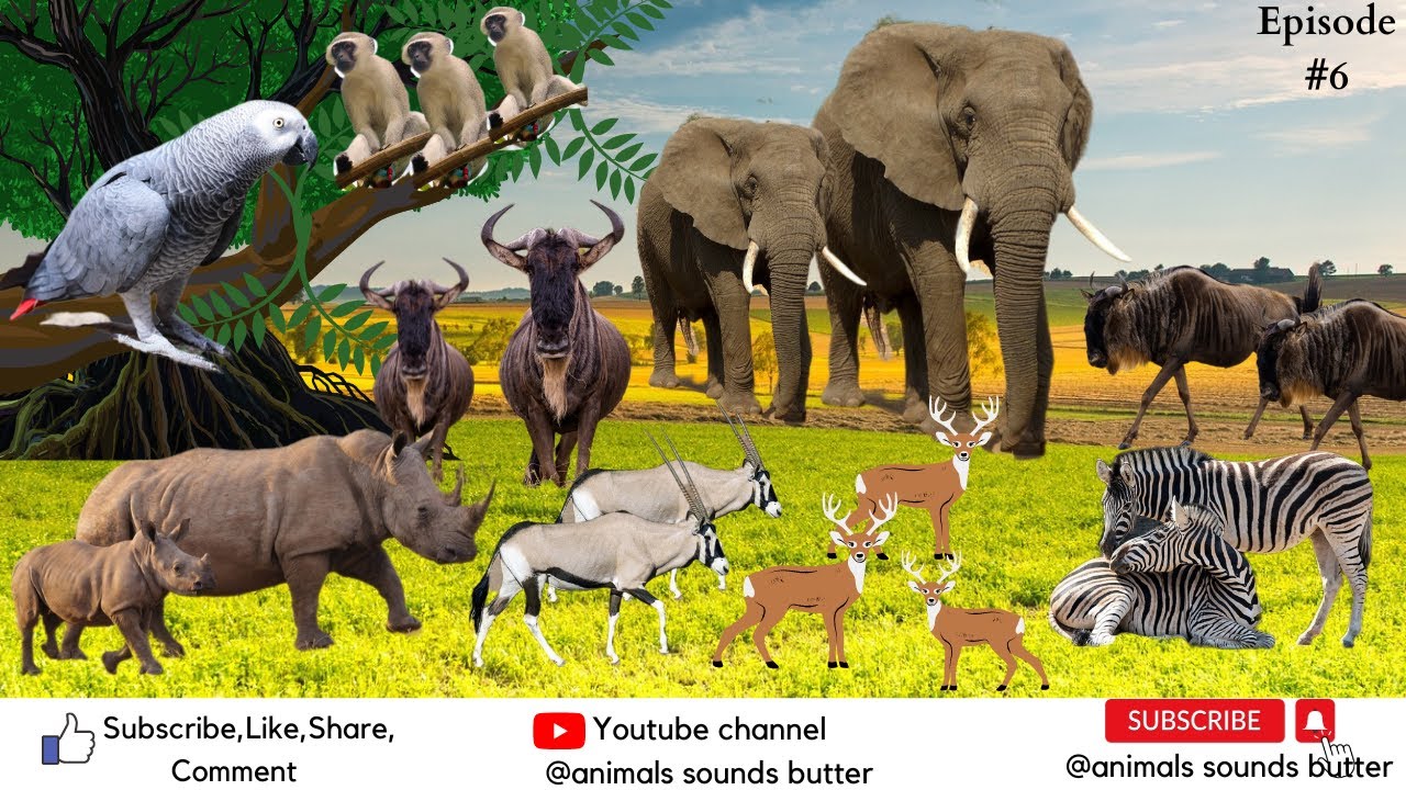 Animal sounds around us: Antilope, Wildebeest, Rhinoceros, Samango ...