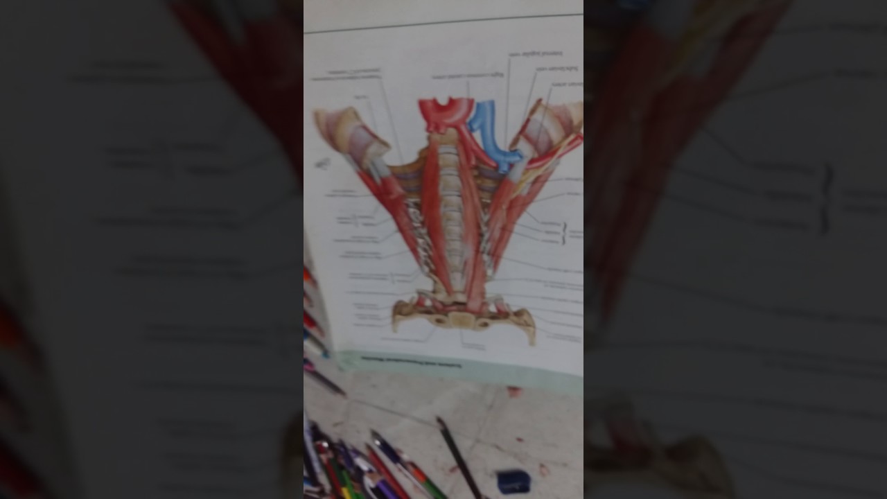 1ST YEAR MBBS ANATOMY DIGASTRIC TRIANGLE - YouTube