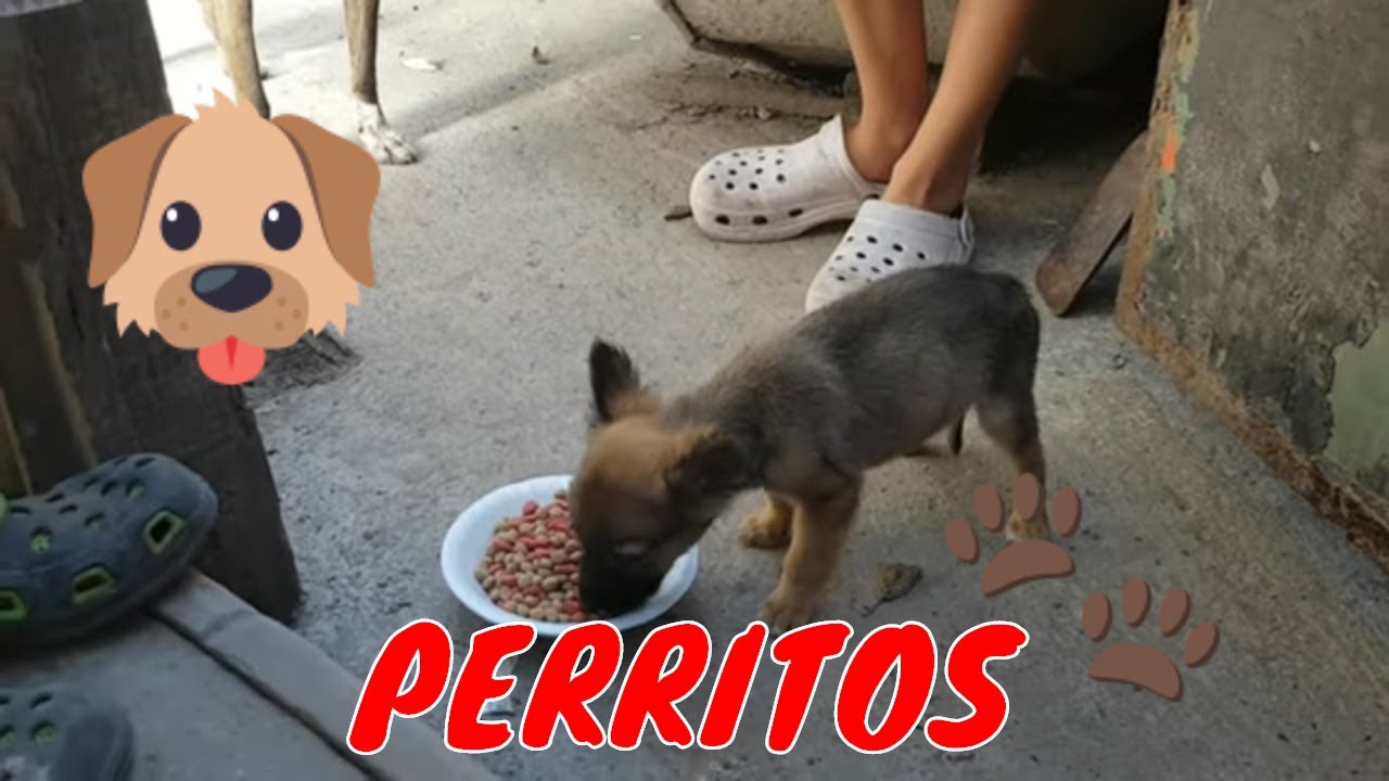 ¡ALIMENTAMOS PERRITOS DE LA CUCHILLA! - YouTube