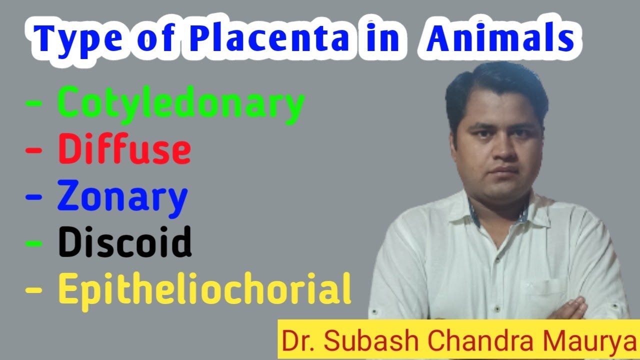 Type of Placenta in different animals/ Veterinary Gynecology# ...
