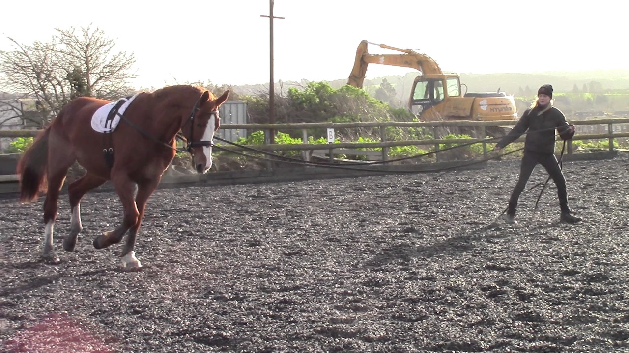 Long lining / double line lunging. Hello Mimi. Groundwork schooling # ...