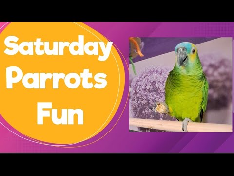 Saturday Parrots Fun - YouTube