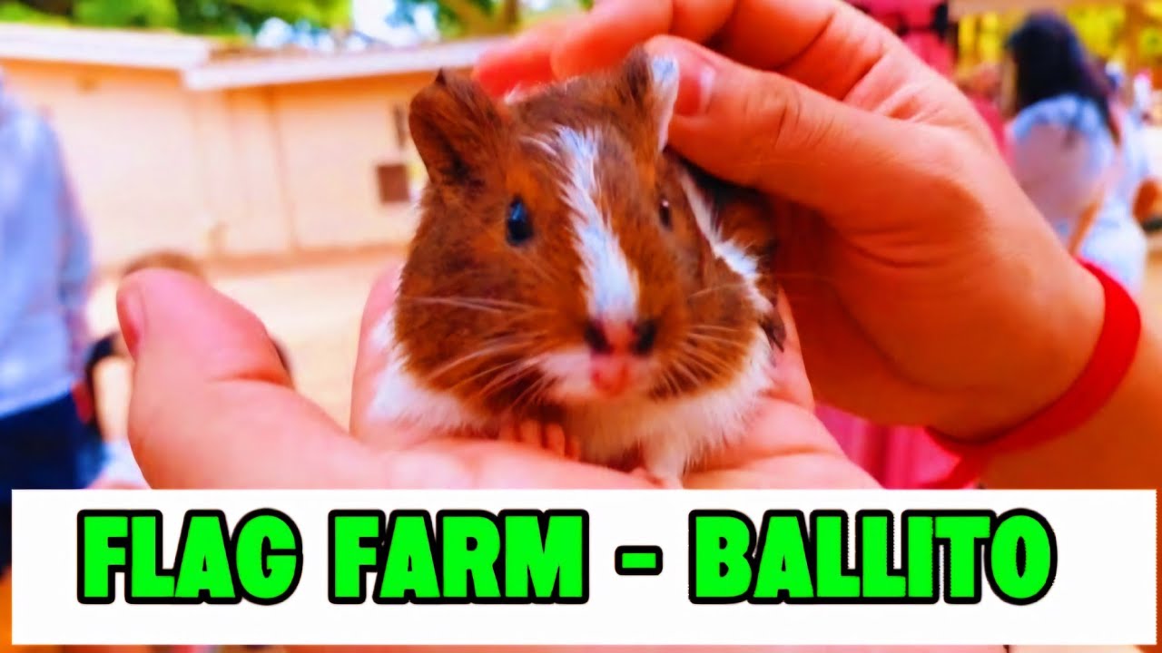 I visited Flag Animal Farm for only $3 (R65) BALLITO 🇿🇦 - YouTube