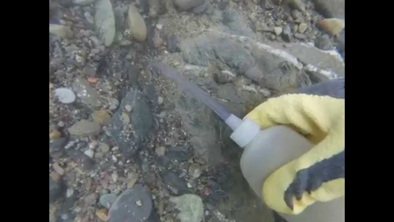 Underwater Gold Sniping an old swimming hole - 18k Eat Stud with ...