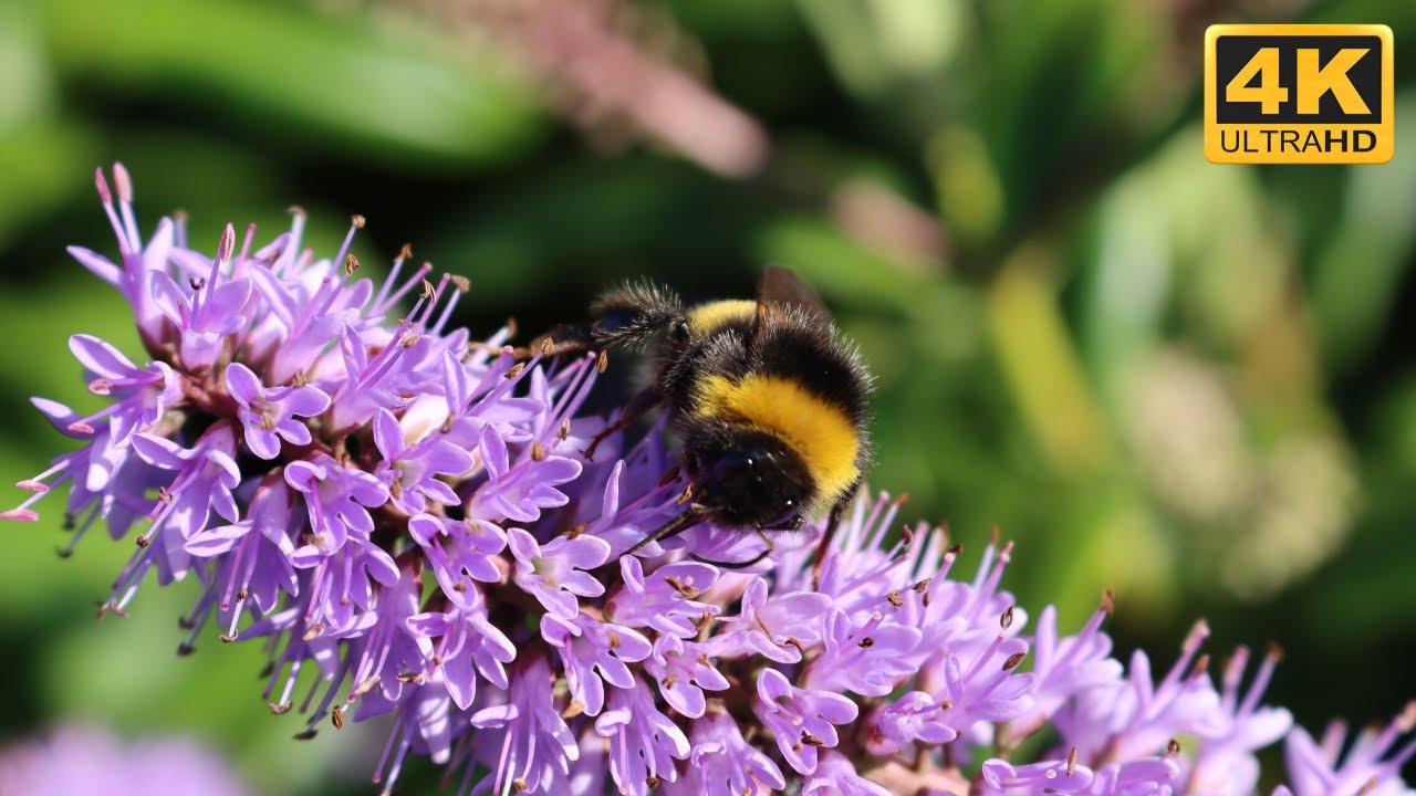 ASTONISHING AND BUSY BUMBLE BEES ON PRETTY AND ATTRACTIVE FLOWERS BY ...