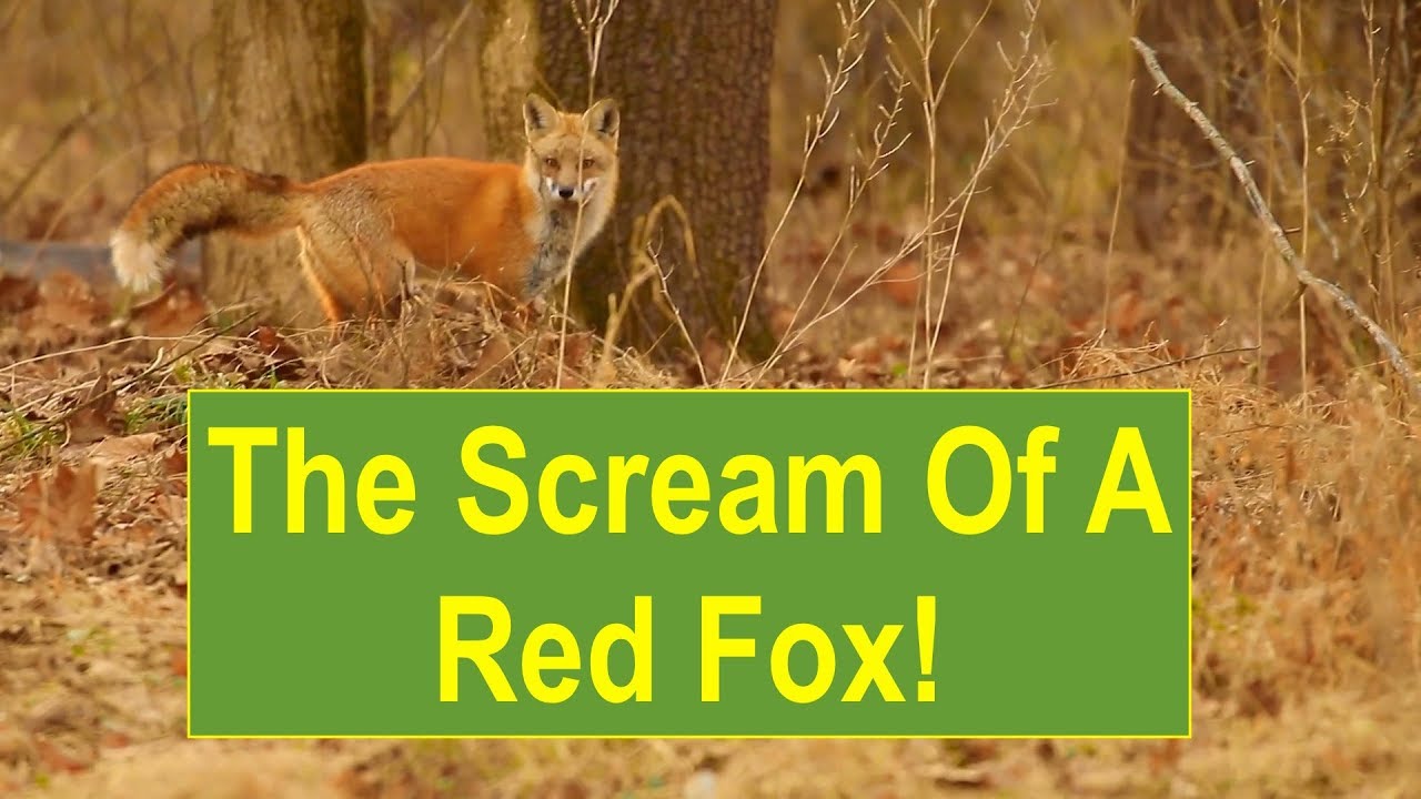 The Scream Of A Red Fox: Live Footage...Down At My Camera Blind! - YouTube
