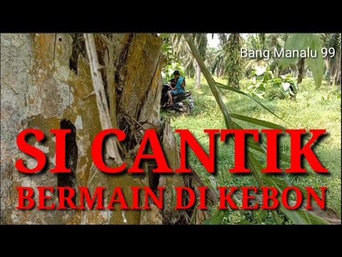 SI CANTIK SUKU MANTE BERMAIN DI KEBON SAWIT#sukumante