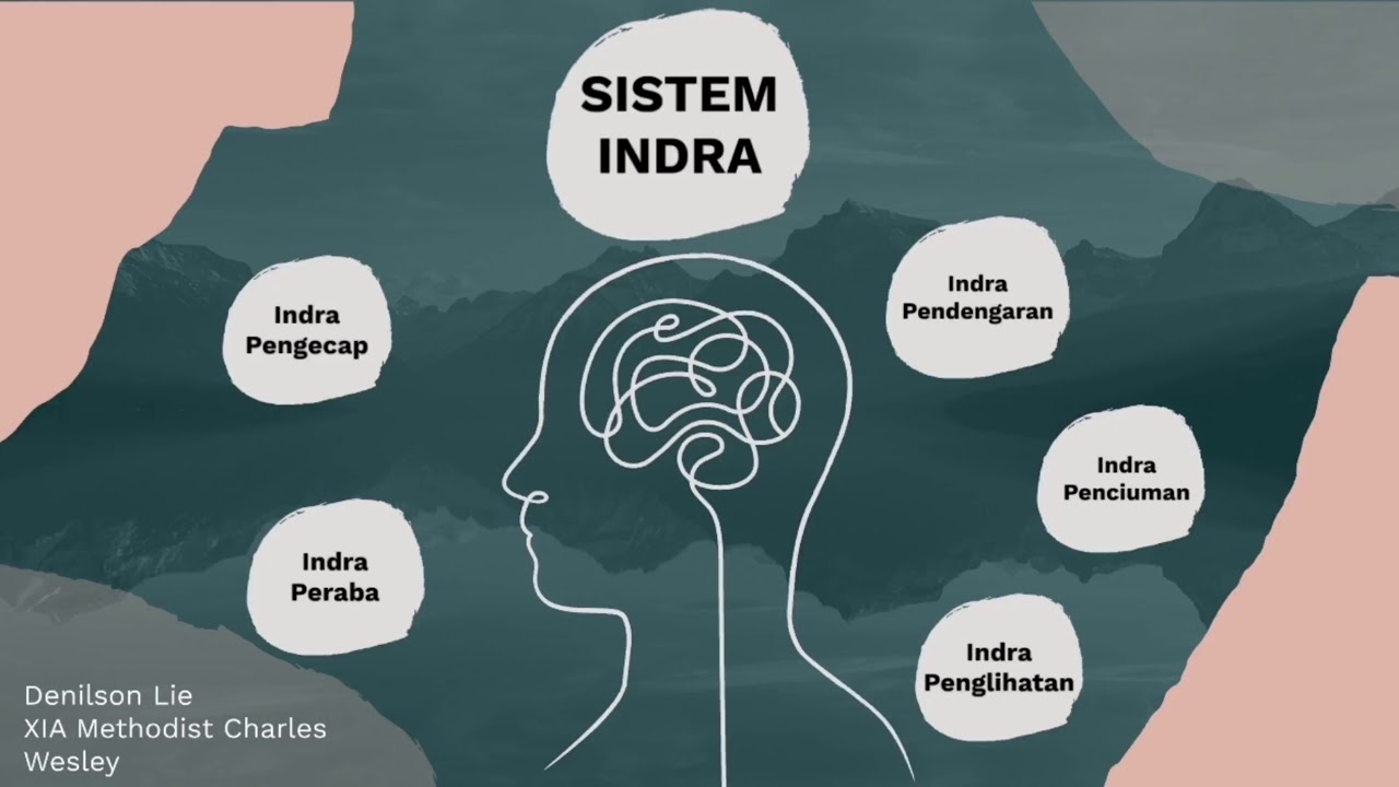 SISTEM INDRA - YouTube