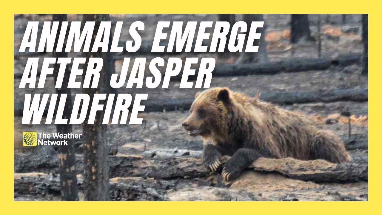 Photos Capture Bears in Burnt Jasper Area, How Is Wildlife Faring Post ...