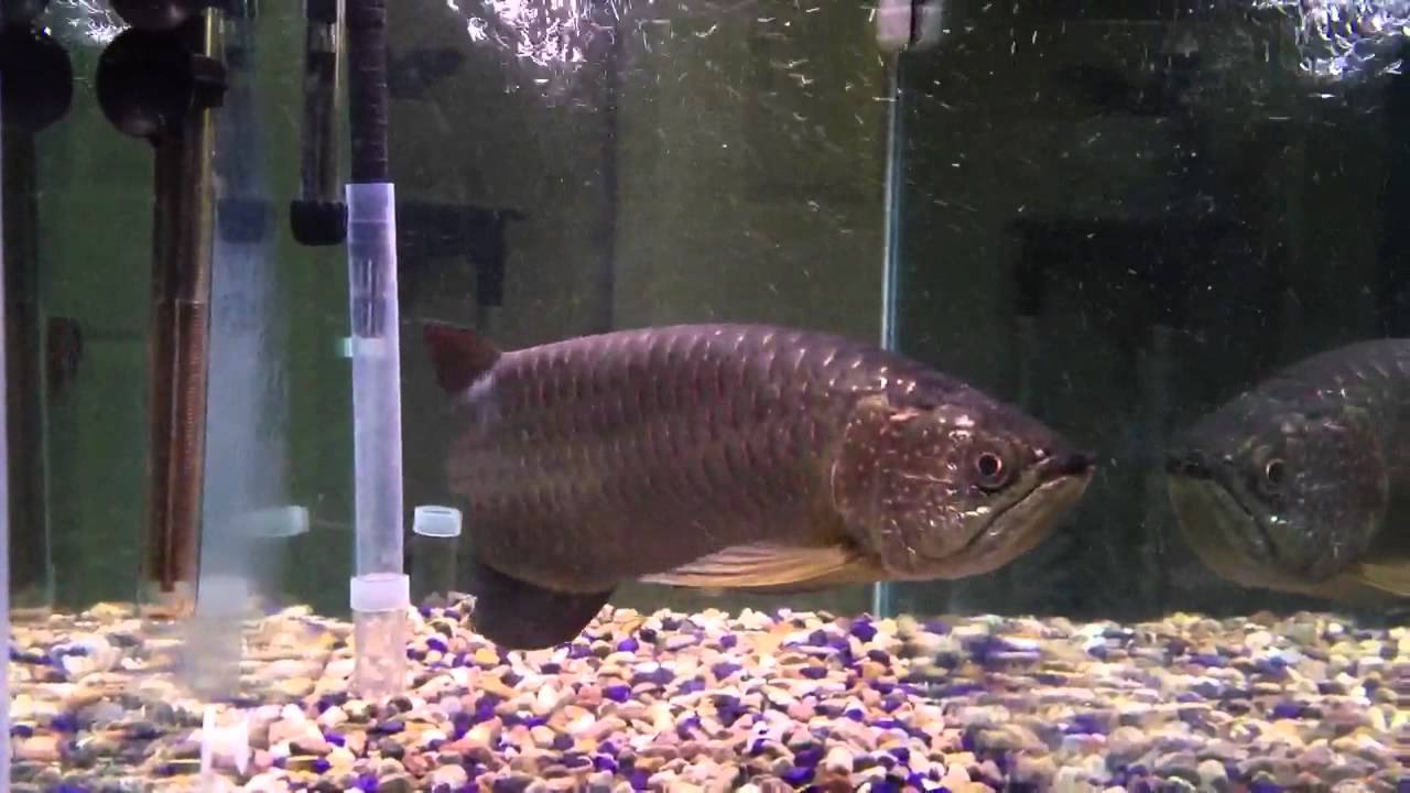 Australian Arowana - YouTube