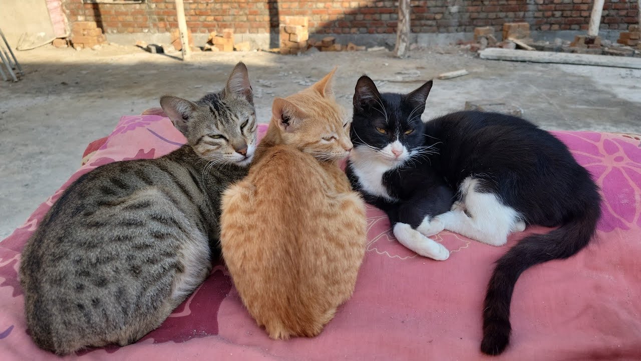 Zarika world is live! - YouTube