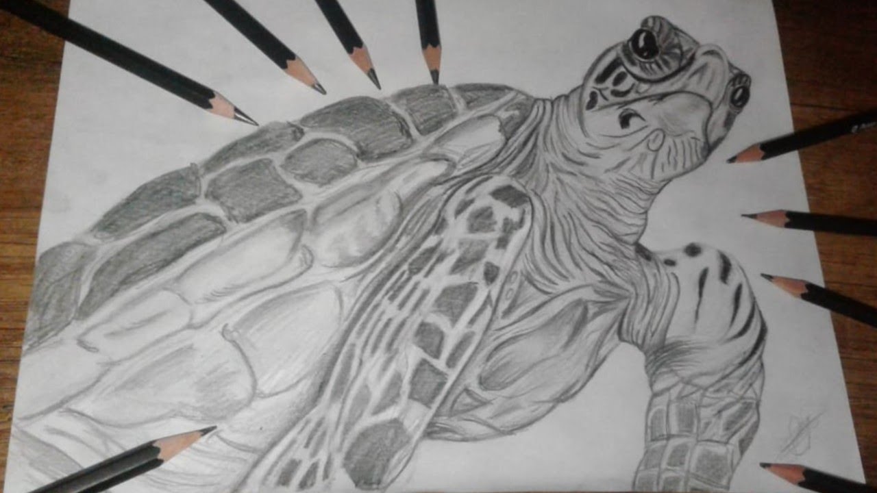 Dibujando una TORTUGA MARINA Realista | Drawing a Realistic SEA TURTLE ...
