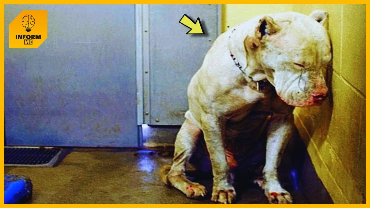 The Dog Pressed Himself Against The Wall and Waited to be put to sleep ...