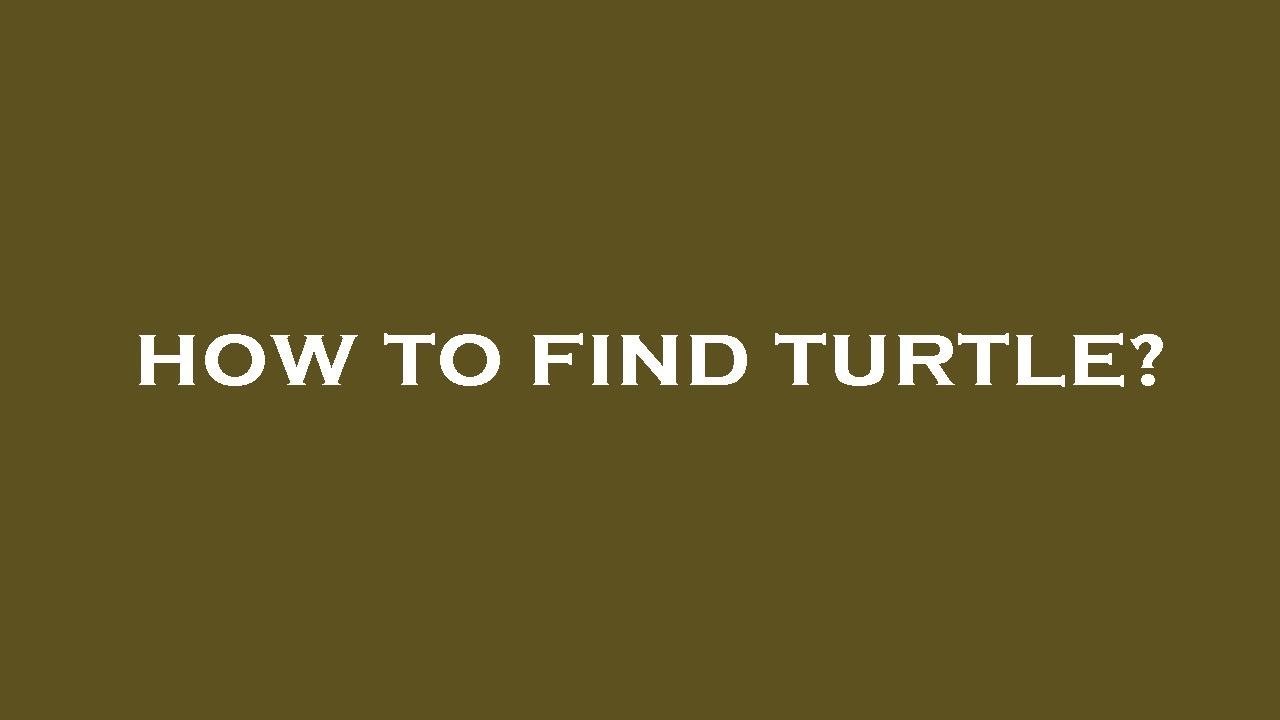 How to find turtle? - YouTube
