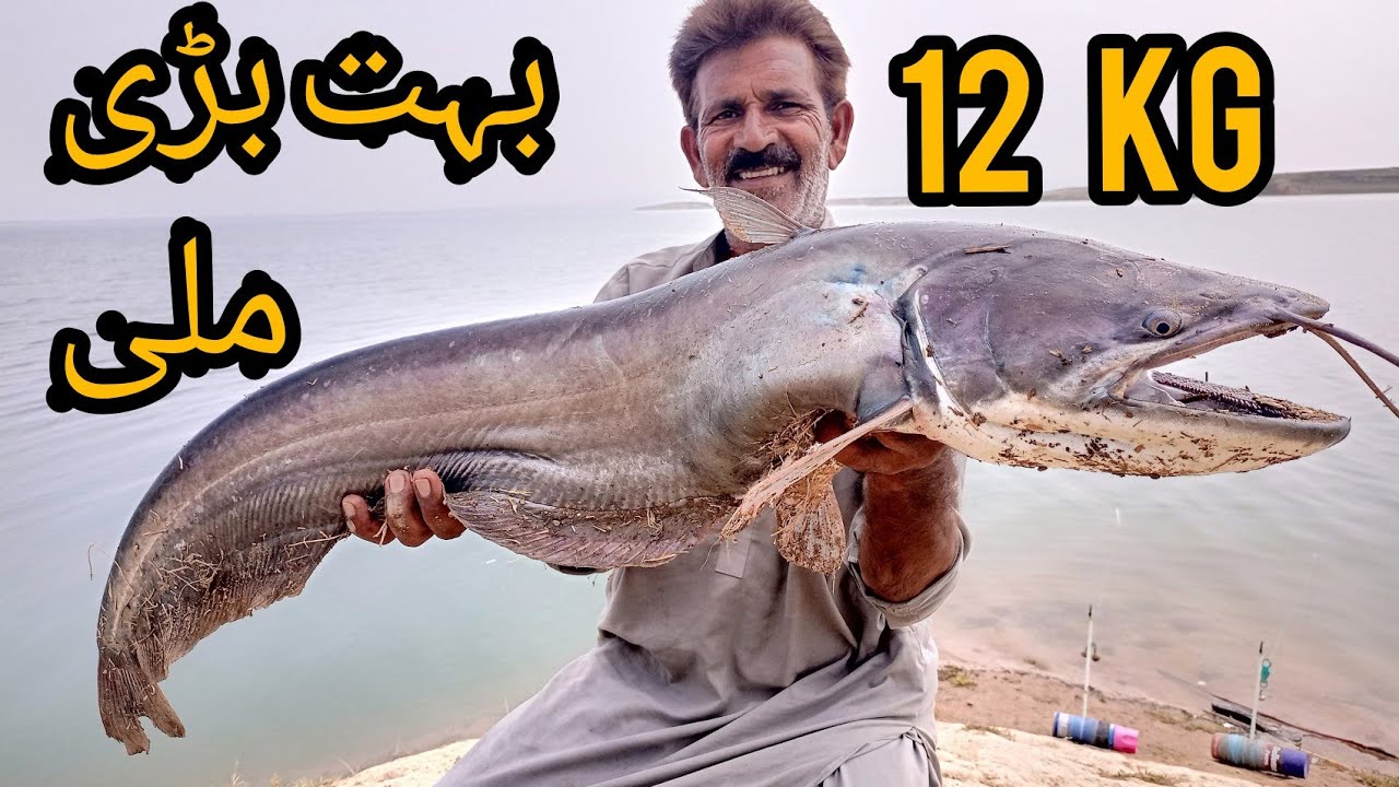 12 kg Monster Cat Fish | Lamdor Fishing | Best Fishing Video | Mangla ...