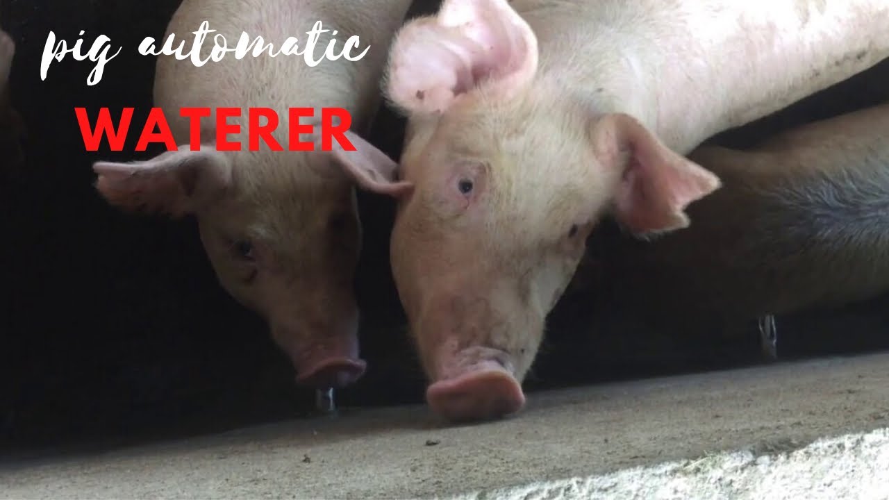 How Pigs Use The Automatic Waterer To Drink Water. - YouTube