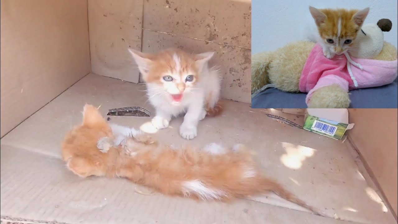 Trying to save a kitten defending its dying brother. - YouTube