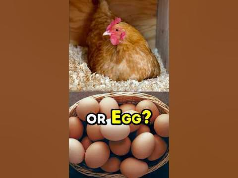 SOLVED: Chicken or Egg? 🫤 - YouTube