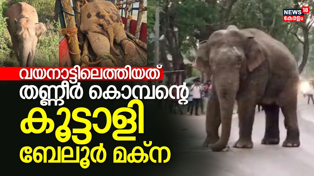 Wild Elephant Attack Wayanad |വയനാട്ടിലെത്തിയത് Thanneer Kombanൻ്റെ ...