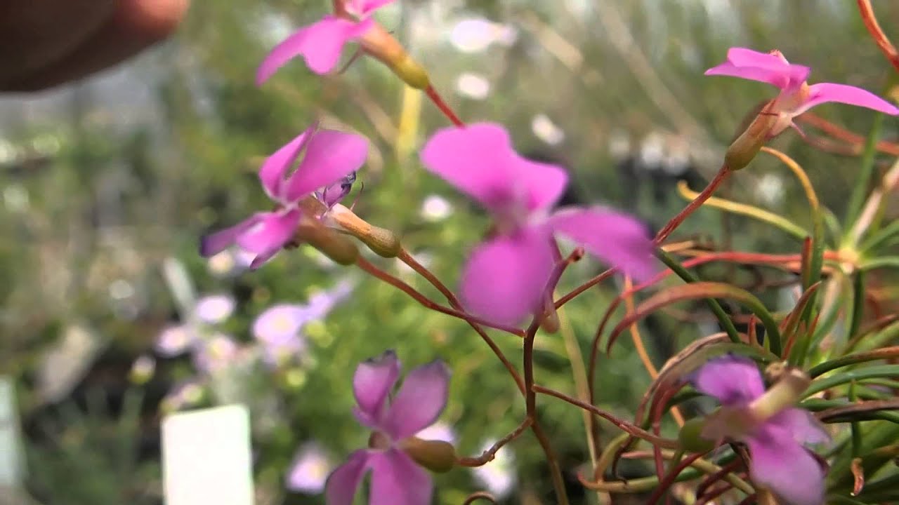 David Pike demonstrating mechanism in trigger plants (Stylidium ...