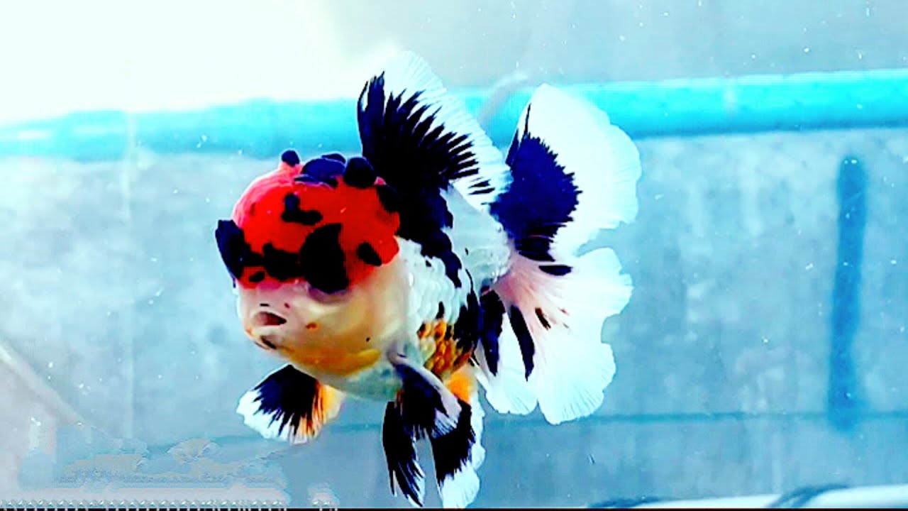 Tri color oranda jelly head oranda goldfish - YouTube