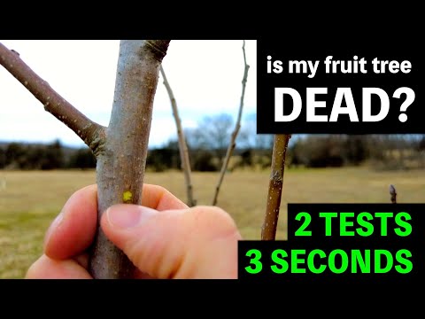 How To Tell If Your Plum Tree Is Dead