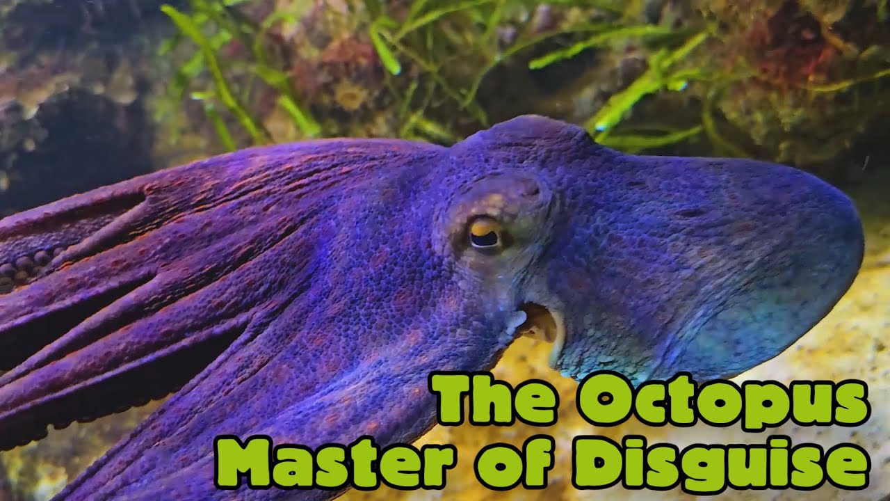 The Octopus: Master of Disguise Animal Science for Kids #octopus # ...