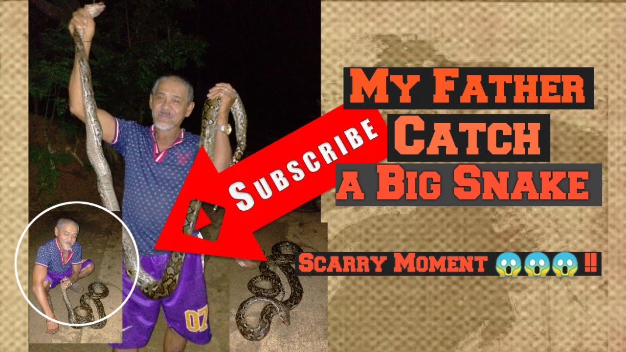My Father Catch a Big Snake 😱😱😱 Very Scary moment !! You must wach tell ...