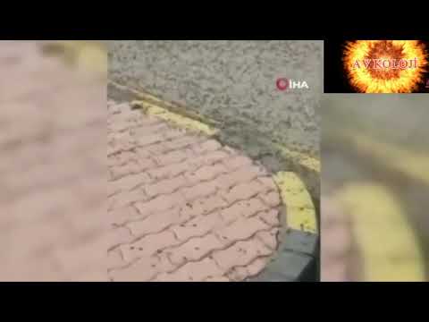 UMMANDA KARINCA İSTİLASI 2020