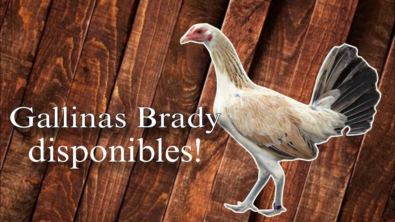 2 Lotes de gallinas Roy Brady (Disponibles) | Gallos Finos🐓 - YouTube