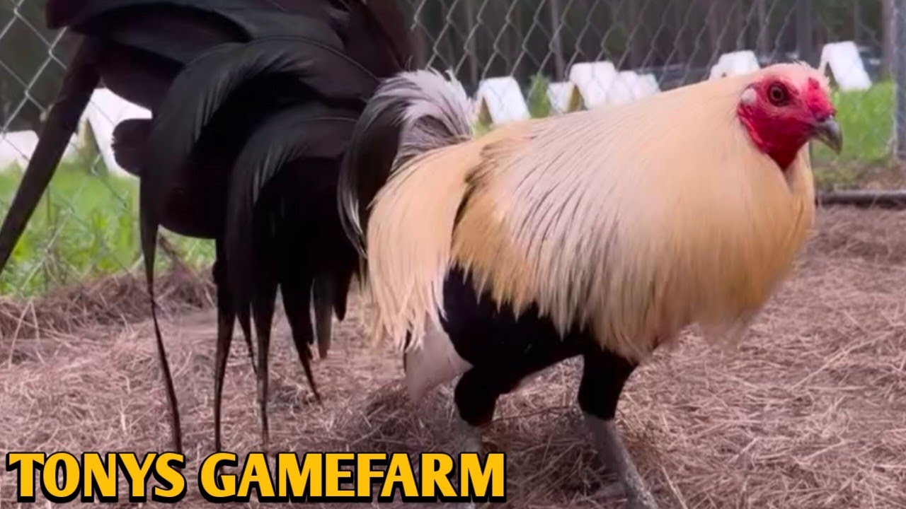 Grey Hatch Sweater - TONYS FARM - YouTube